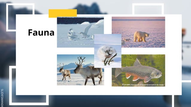 Different types of ecosystems: Tundra ecosystem | PPTX