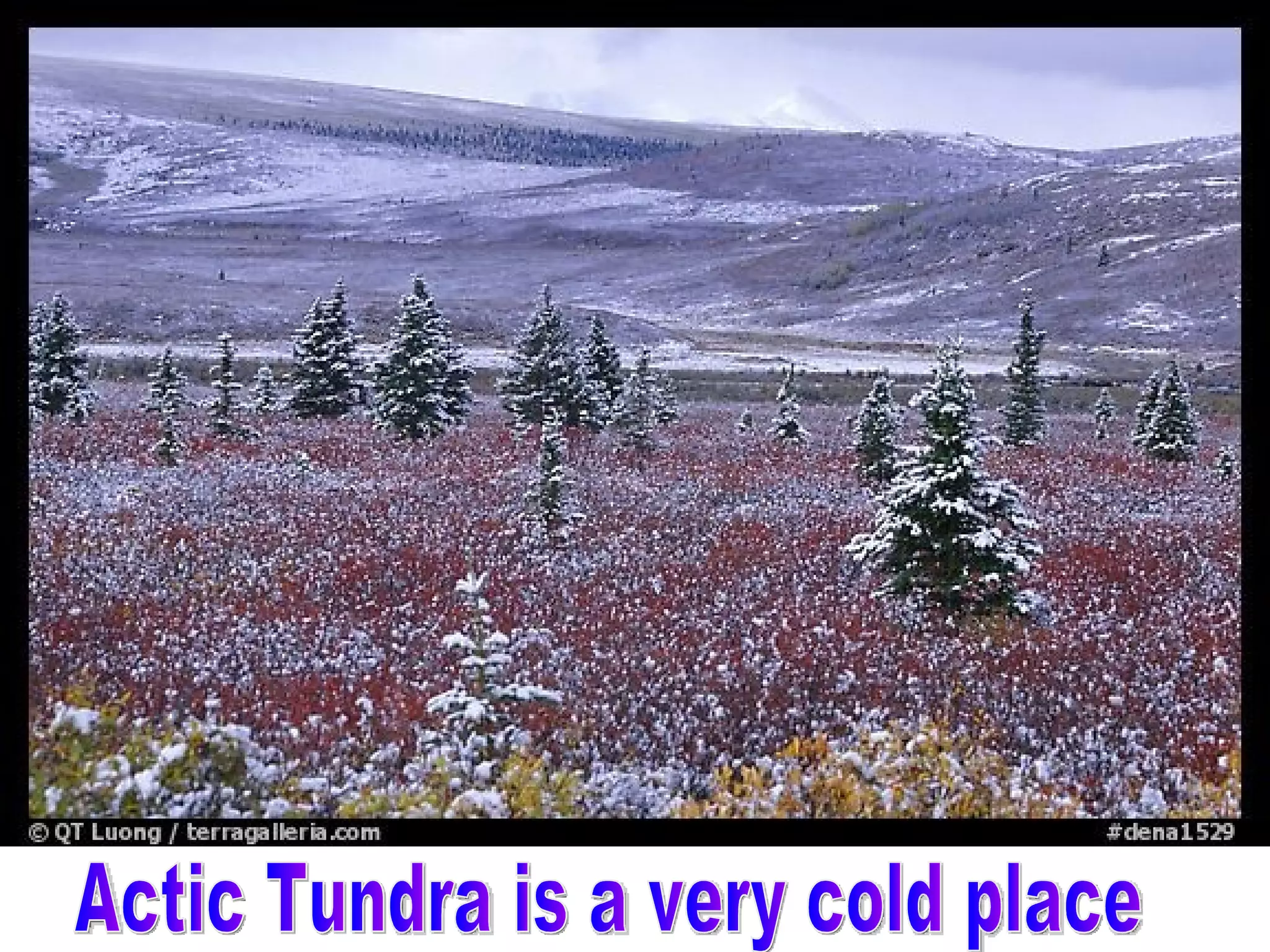 Tundra Ppt Bley | PPT