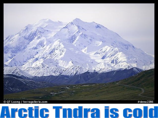 Tundra Ppt Bley | PPT