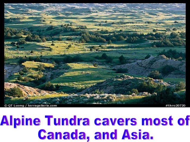 Tundra Ppt Bley | PPT