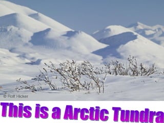 Tundra Ppt Bley | PPT