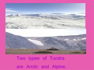 Tundra Ppt Cappel | PPT | Polar Travel | Travel Locations