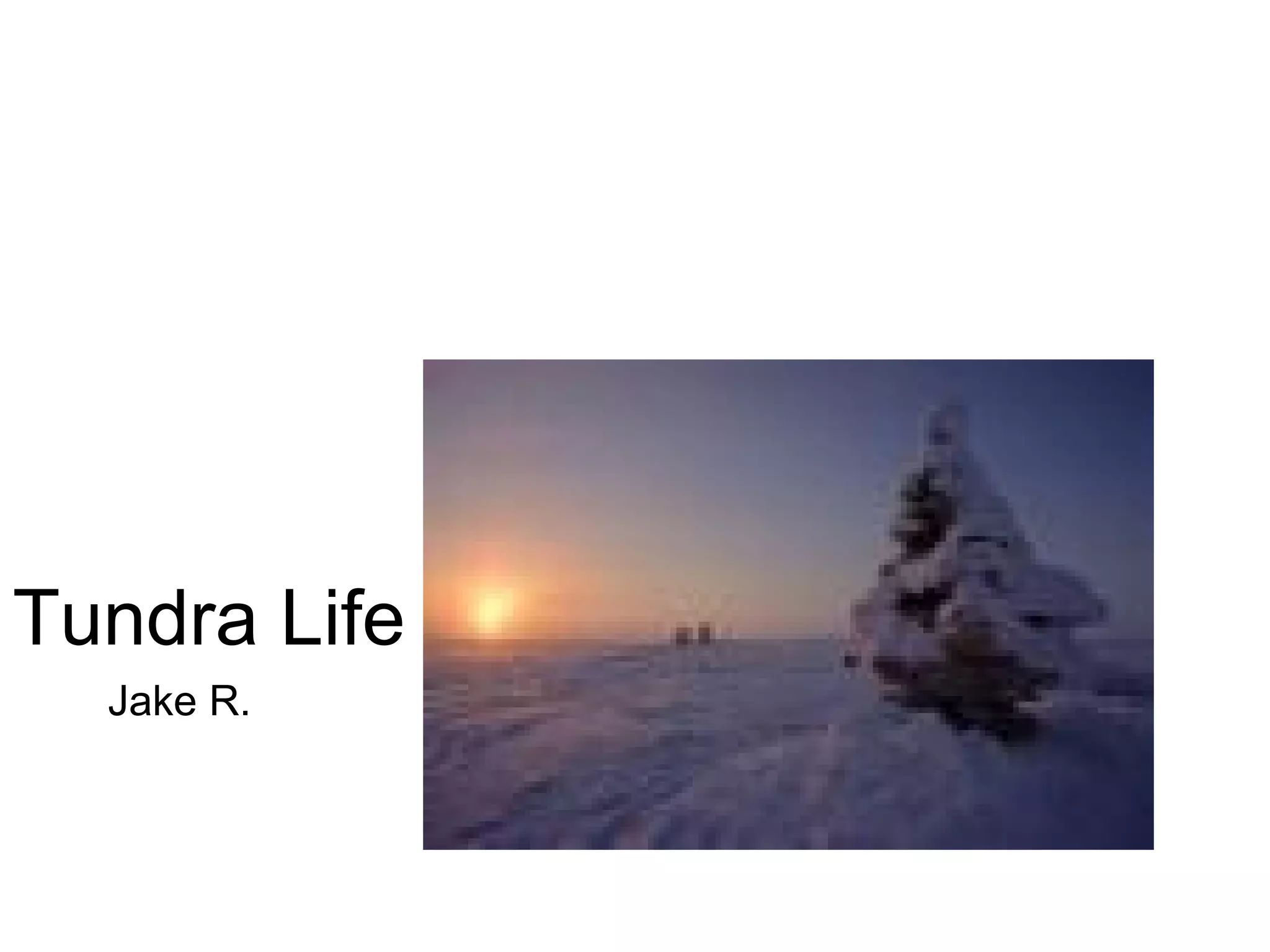 Tundra Ppt Ramstetter | PPT