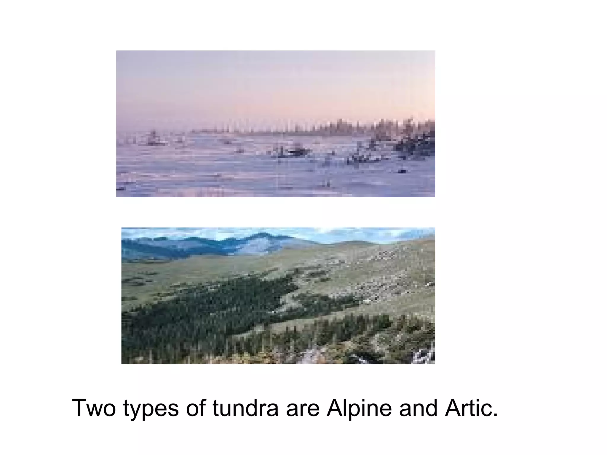 Tundra Ppt Roll | PPT