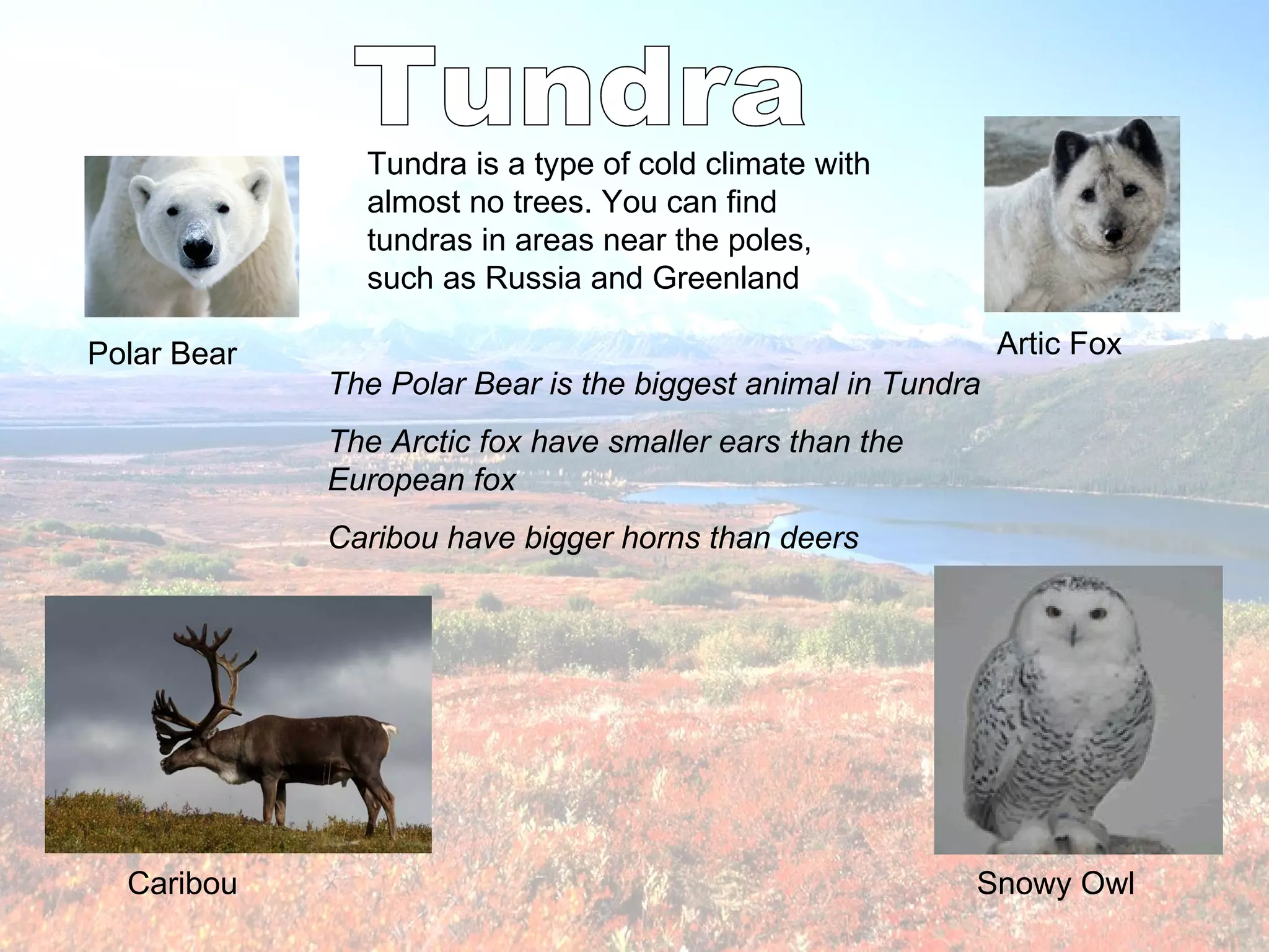 Tundra presentation unit 9 | PPT