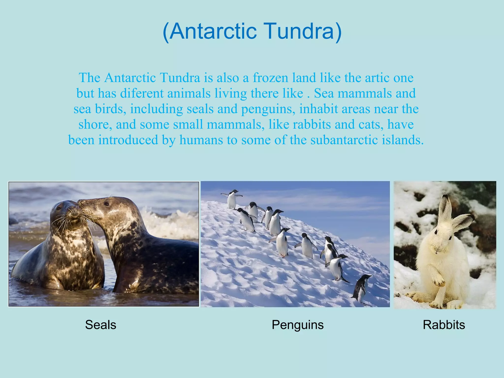 Tundra biome | PPT