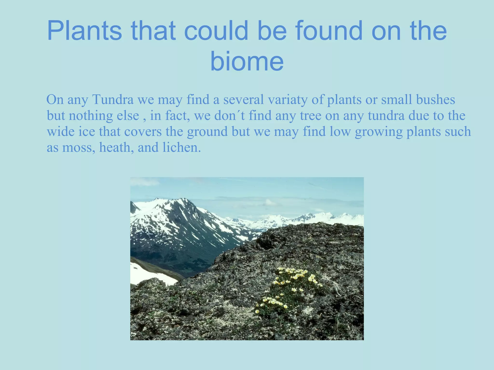 Tundra biome | PPT
