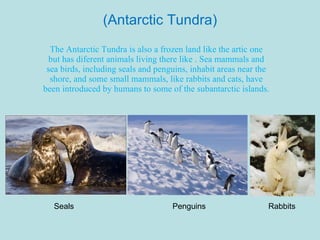 Antarctic Tundra