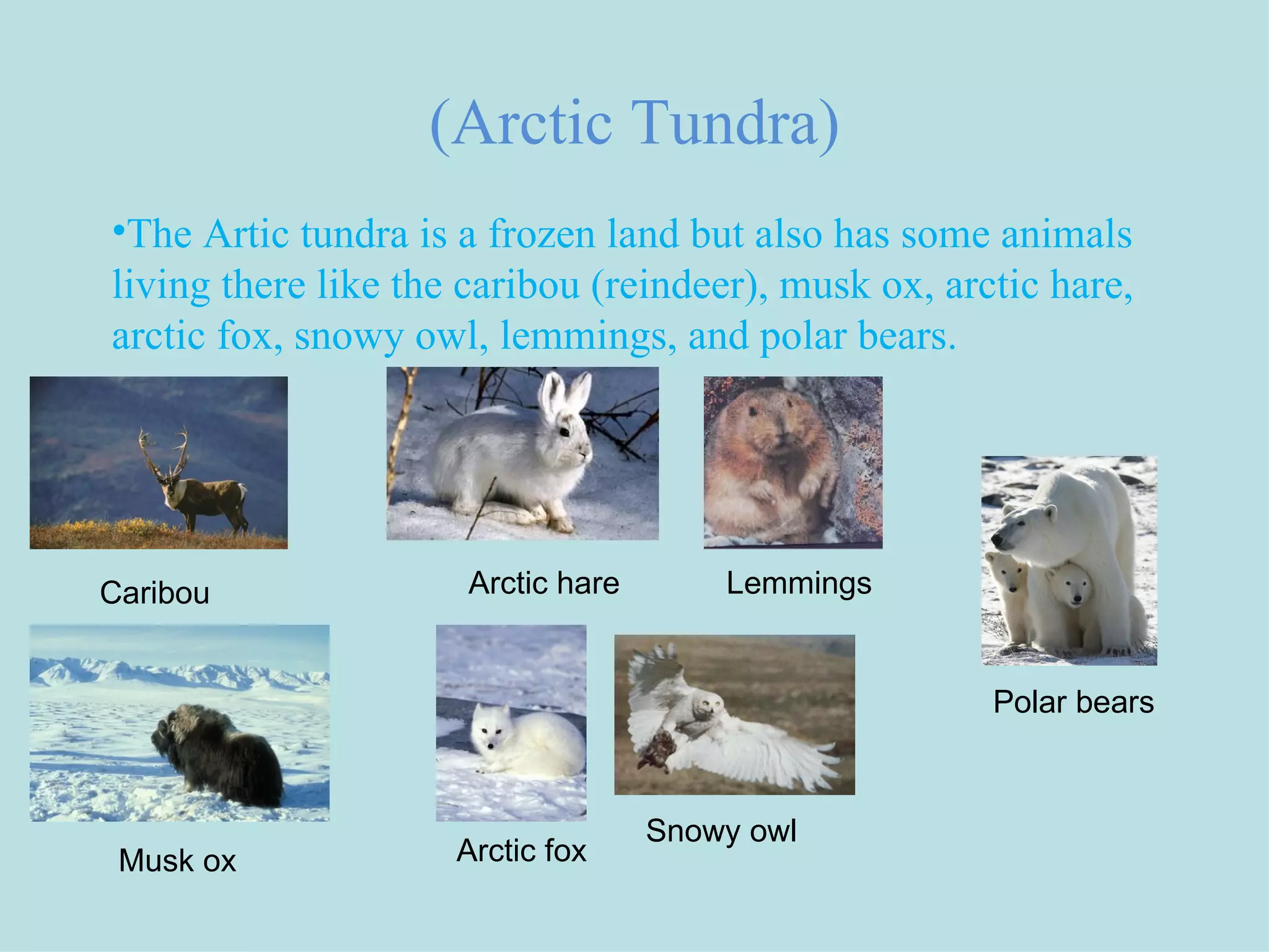 tundra biome | PPT