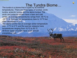 tundra biome | PPT