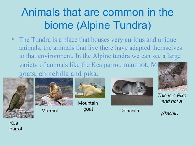 tundra biome | PPT