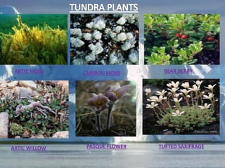 Tundra Plants Names