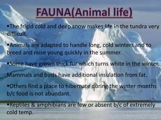 Tundra Biome Insects