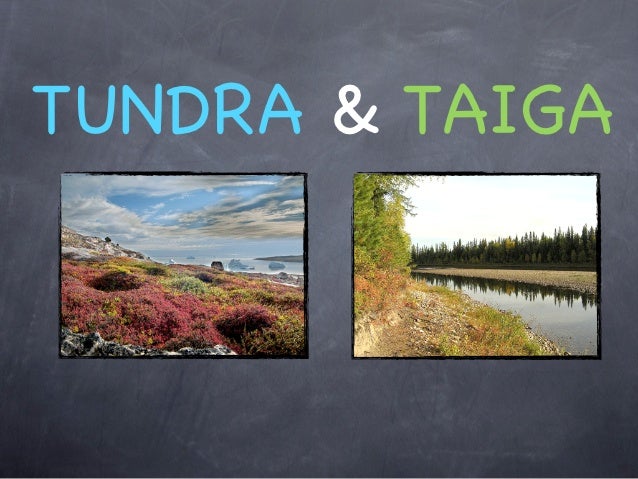 Tundra & taiga