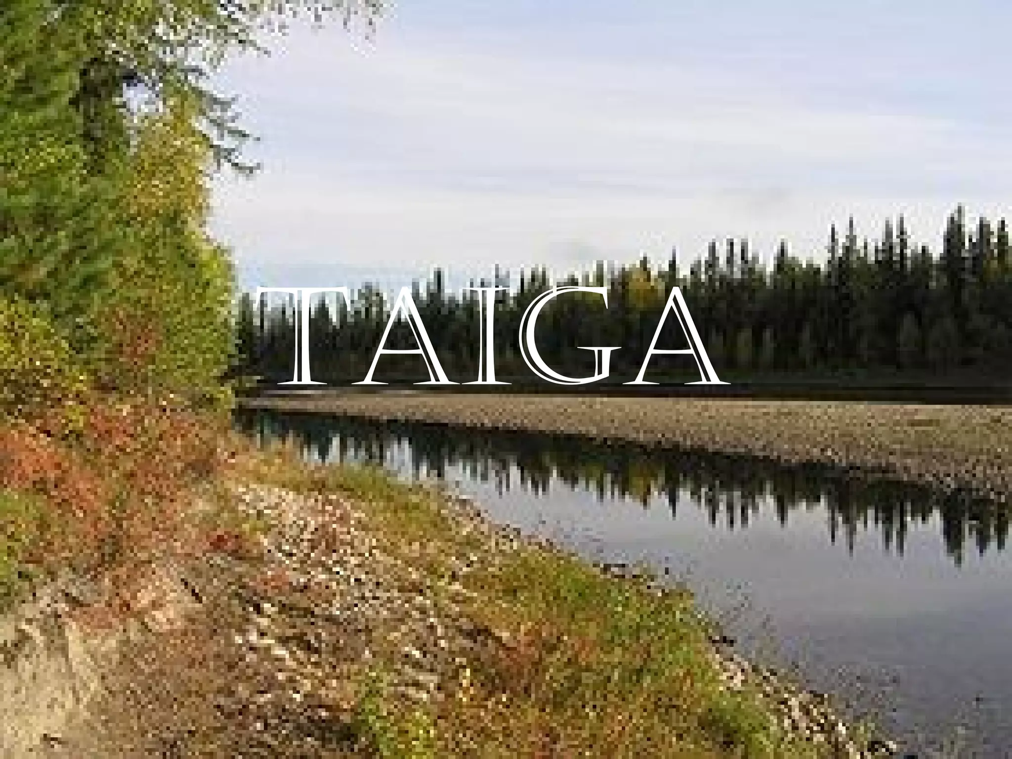 Tundra y taiga | PPT | Geography | Science