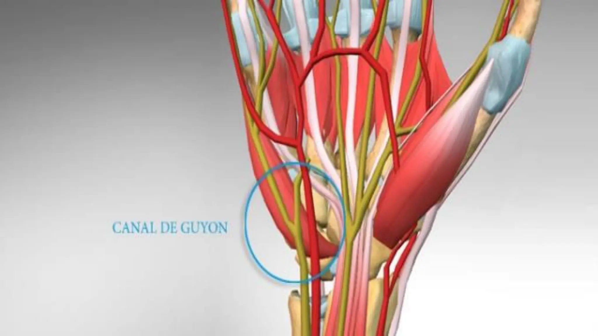 Power point Tunel Carpiano y Guyon anatomia | PDF | Death, Injury, or ...