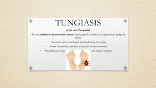 ¿QUE ES LA TUNGIASIS? AGENTE CAUSAL TRATAMIENTO | PPTX