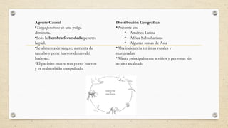¿QUE ES LA TUNGIASIS? AGENTE CAUSAL TRATAMIENTO | PPTX