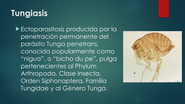 una vista general sobre la tungiasis.pptx