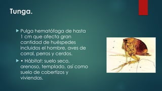 una vista general sobre la tungiasis.pptx