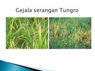 PENGENALAN PENYAKIT TUNGRO PADA TANAMAN PADI.ppt