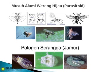 PENGENALAN PENYAKIT TUNGRO PADA TANAMAN PADI.ppt