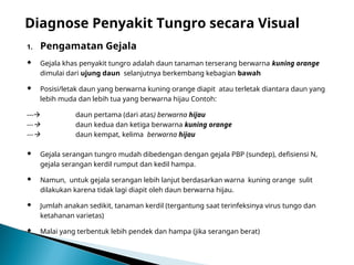 PENGENALAN PENYAKIT TUNGRO PADA TANAMAN PADI.ppt