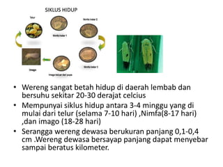 Tungro wereng hijau dan hubungan dengan iklim | PDF