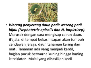 Tungro wereng hijau dan hubungan dengan iklim | PDF
