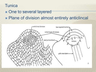 Tunica carpus theory | PPTX
