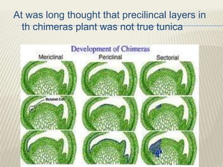 Tunica carpus theory | PPTX