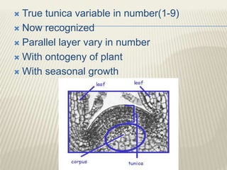 Tunica carpus theory | PPTX