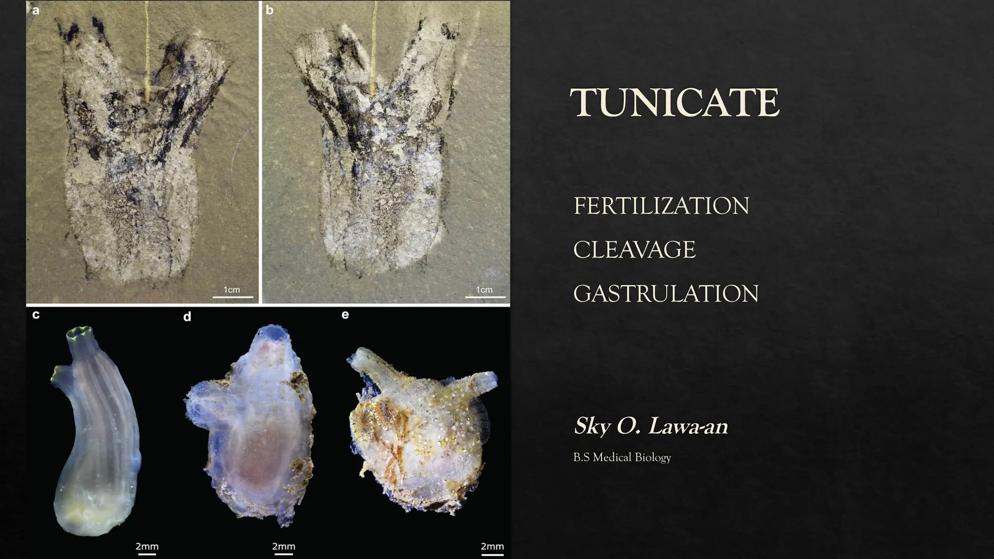 Tunicates: The Filter-Feeding Chordates Shaping Marine Ecosystems | PPTX