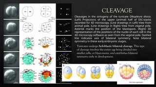 Tunicates: The Filter-Feeding Chordates Shaping Marine Ecosystems | PPTX
