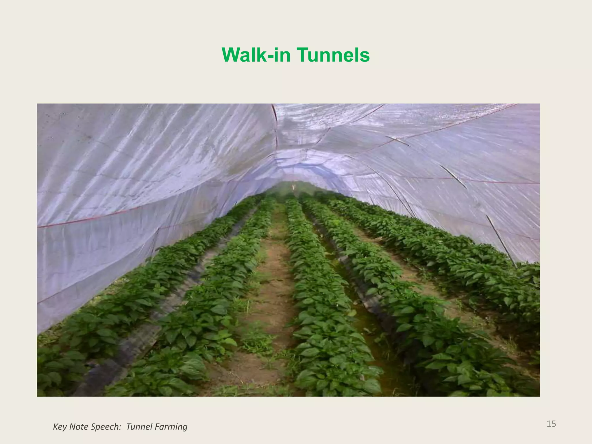 Tunnel farming | PPTX