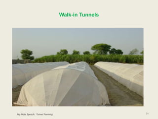 Tunnel farming | PPTX