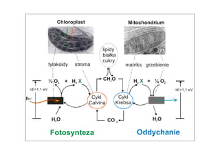 Bionika fotosyntezy w medycynie i energetyce | PPT
