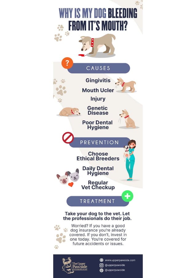 Why Is Puppys Mouth Bleeding