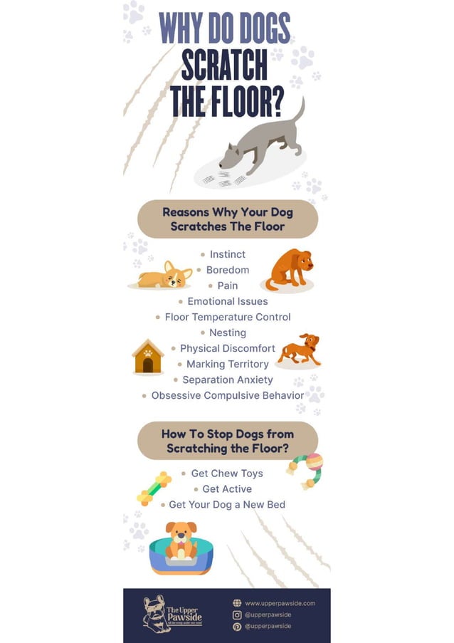 Why Do Dogs Scratch The Floor