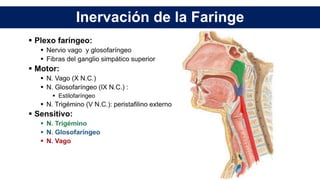 Anatomía de la Faringe | PPTX