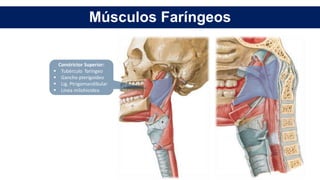 Anatomía de la Faringe
