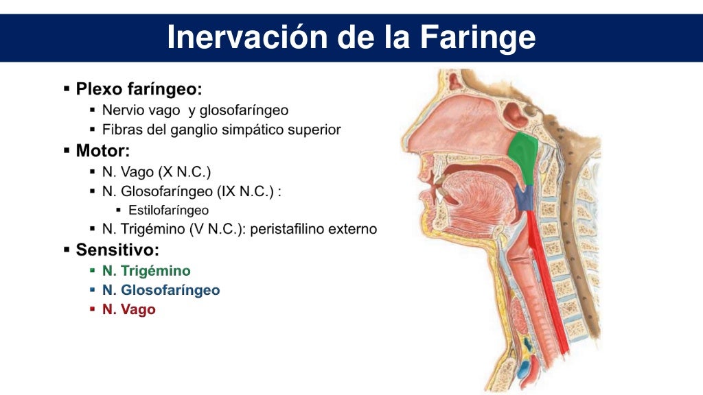 Anatomía de la Faringe