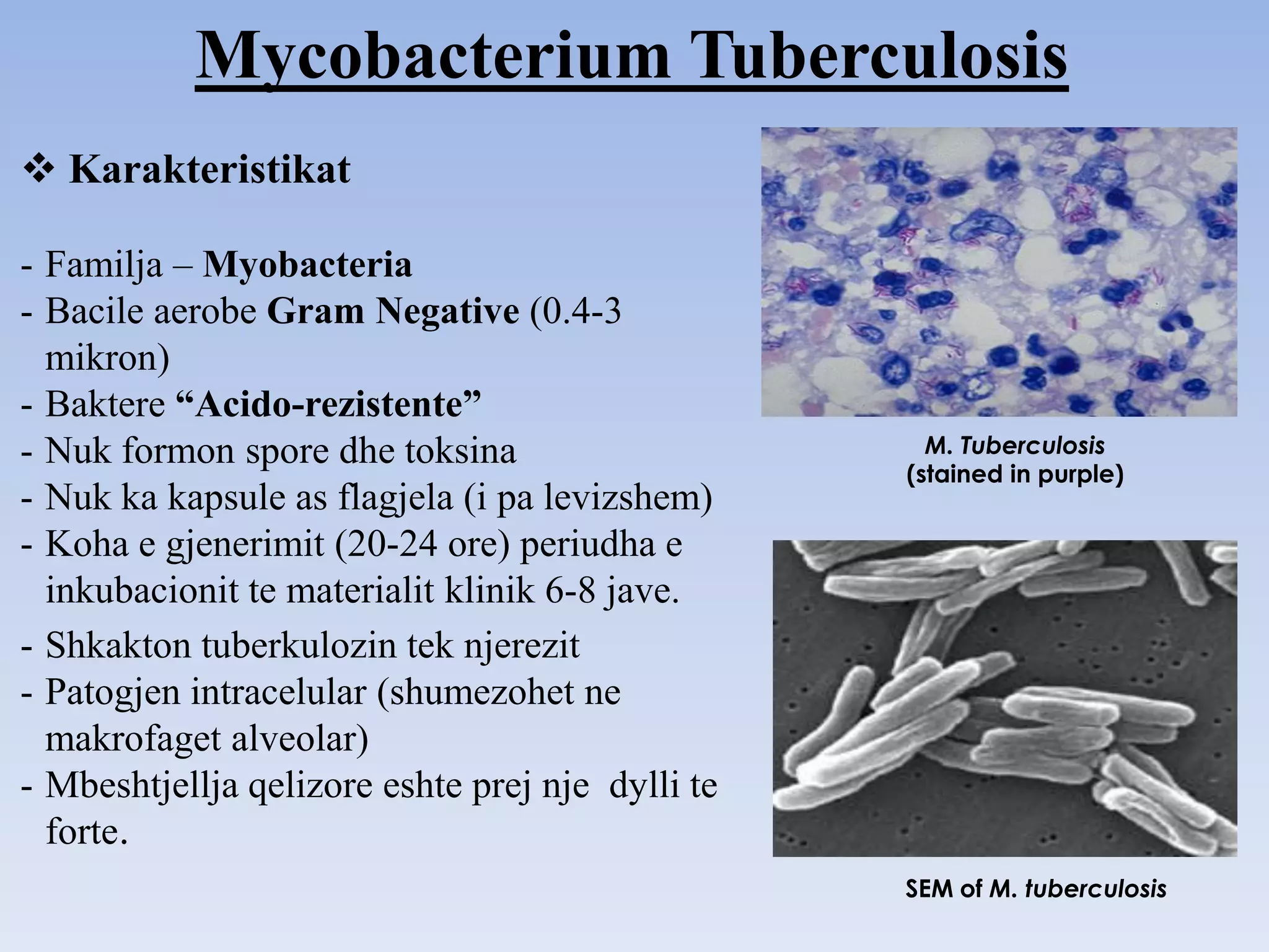 Turbekulozi Pulmonar! | PPTX