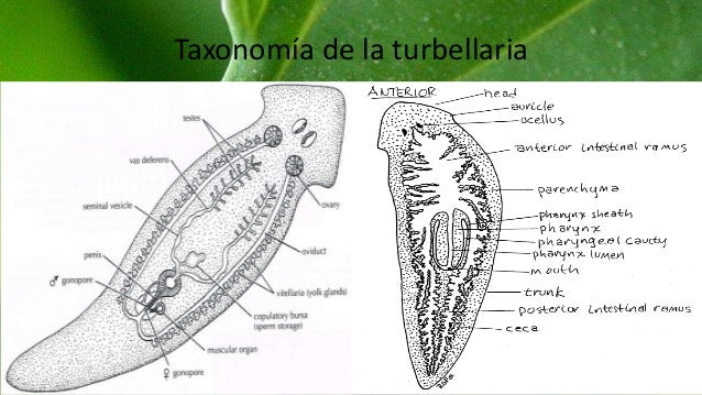Turbellaria