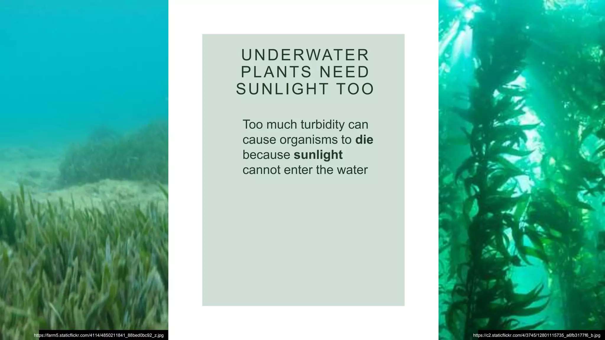 Turbidity and water pollution | PPT