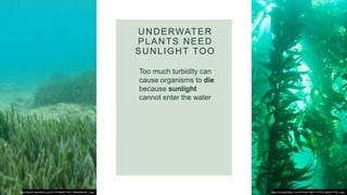 Turbidity and water pollution | PPTX