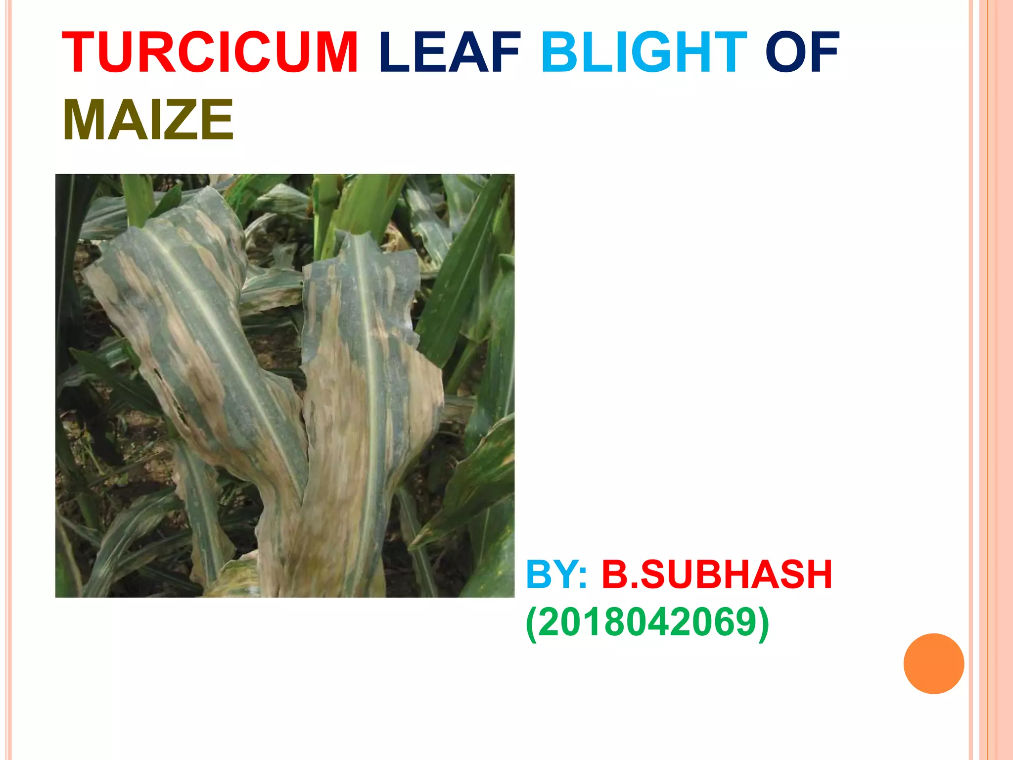 Turcicum leaf blight of maize | PPTX