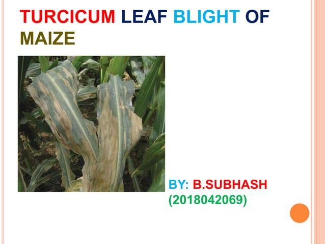 Turcicum leaf blight of maize | PPTX