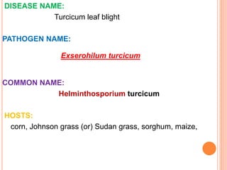 Turcicum leaf blight of maize | PPTX