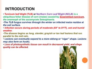 Turcicum leaf blight of maize | PPTX